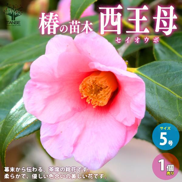 【椿の特徴】ツバキは古くから親しまれている、日本を代表する花木のひとつです。春に咲く品種が多く、花色は多彩で鮮やかです。常緑の葉にはツヤがあり、古くから日本の神事などにも使われてきました。分布する地域によって様々な種が存在し、九州〜朝鮮半島...