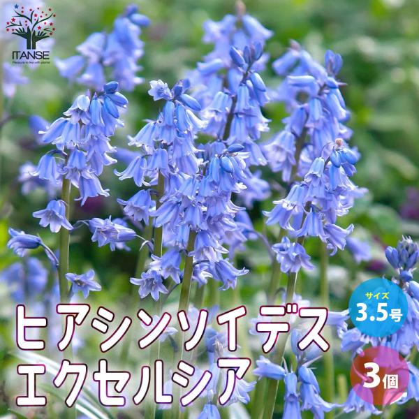 釣り鐘状の花を穂状にたくさん咲かせる品種で、釣鐘水仙とも言われています。パステルカラーの青い花弁が魅力的です。その上品なたたずまいは、他の植物とも相性がよく、寄せ植えとしても人気です。ムスカリの花が終わる頃に入れ代わるように咲きはじめ、群生...
