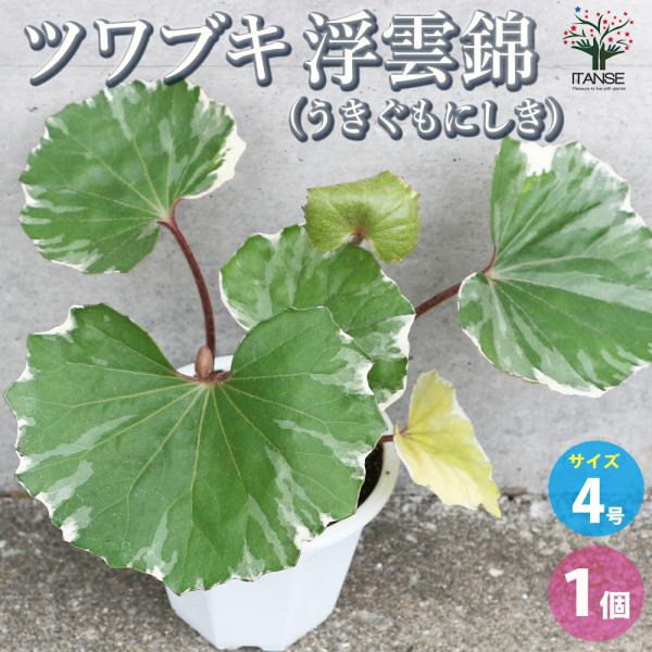 【ツワブキについて】扇状の葉が美しい、日本原産の多年草です。「ツヤのあるフキ」が語源とも言われ、その通り、葉は革のようなツヤがあります。品種によっては様々な形の斑が入り、葉だけで観賞価値がある植物です。海外では”Leopard(ヒョウ) P...