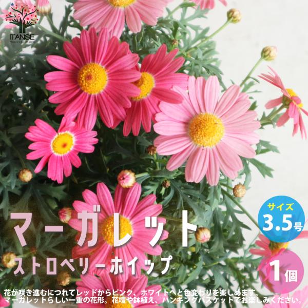 【農水省品種登録出願中:品種名:PLANOV013】アネモネ咲き(花の中央が盛り上がって咲く咲き方)のマーガレット。丸みがあるかわいいお花で、咲き始めは赤色で咲き進むとピンクから白へと変化し、その彩りで楽しませてくれます。多花性があり、株い...