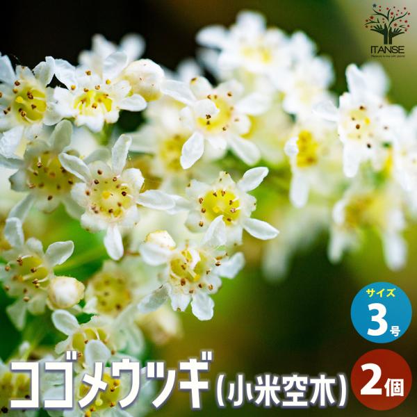 砕いた米のような花の形から、「コゴメ(小米)ウツギ」と命名された、とても小さく、可愛い花をつける花木です。 ある程度まとまって咲くため、小さい花でも十分見ごたえがあります。 日本全国に分布する花木で、日本の環境に適応しているので育てやすく、...