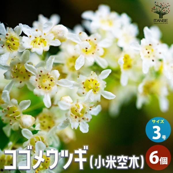 砕いた米のような花の形から、「コゴメ(小米)ウツギ」と命名された、とても小さく、可愛い花をつける花木です。 ある程度まとまって咲くため、小さい花でも十分見ごたえがあります。 日本全国に分布する花木で、日本の環境に適応しているので育てやすく、...