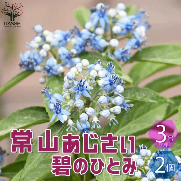 常山アジサイは、中国原産のアジサイの仲間です。冬になると落葉するアジサイと違って、常山アジサイは常緑で、装飾花はなく、普通の花が咲きます。また「青のひとみ」とあるように、花後に、丸くて真っ青な実をつけます。この実は表面にツヤがあり、色は鮮や...