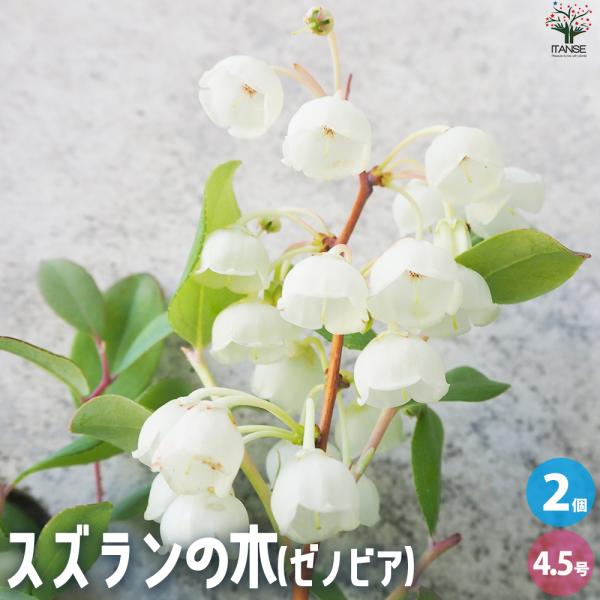 スズランにとてもよく似た花を咲かせますが、球根のスズランと違い、こちらは花木の別種です。4〜5月ごろに咲く花には芳香があり、香りとともに美しい花を鑑賞することができます。釣り鐘状の花がたくさん付いた姿は美しく、花の白色と、明るめの緑の葉が、...