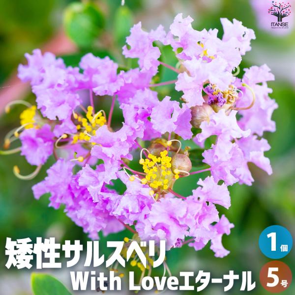 【PVP登録品種：第32330号】 「ウィズラブ」シリーズは、ヨーロッパで生まれた新しいサルスベリです。 そのなかでも本種「エターナル」は、薄赤と薄紫が絶妙に混ざり合った美しい花色に、フリルのような花びらが魅力的で、2015年オランダのプラ...