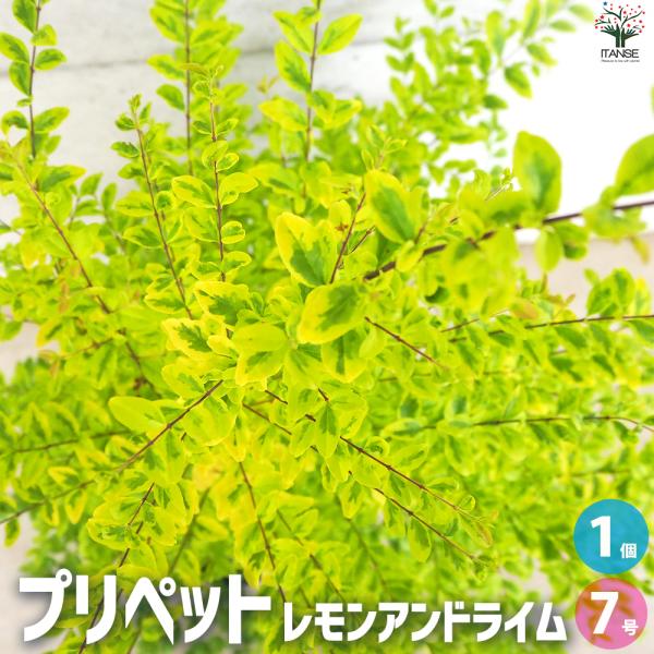 小さな葉に、淡黄色の覆輪(葉の輪郭を覆うような斑)が入った品種です。 葉は小さく均一で、まるで細工のオブジェのようにも見えるきめ細かな魅力があります。 その斑色の爽やかさから「レモンアンドライム」という名がつけられており、葉が株全体をぎっし...