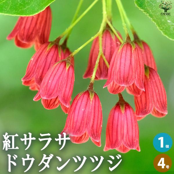 春に咲く、釣鐘状の垂れ下がった紅花と、秋の紅葉がすばらしい落葉低木です。一年を通して見ごたえのある美しい樹木なので、庭木としても人気があり、また丈夫なため、公園や道路脇にもよく植えられています。紅葉だけでも十分観賞価値があるので、刈り込んで...
