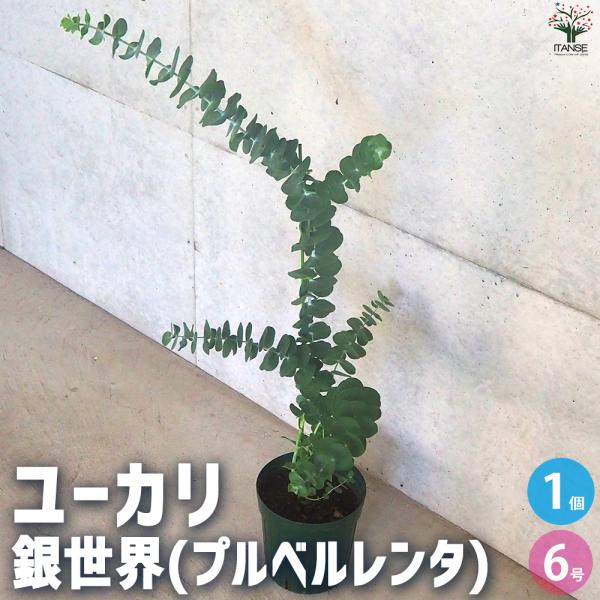 【品種特徴】シルバーグリーンの丸葉が美しい品種です。まっすぐに伸びた枝に均等についた丸葉は、コインを積み重ねたかのような不思議で美しい魅力があります。香りが強く、乾燥させて匂い袋(サシェ)を作ったり、切り花などで香りを楽しんだりと、観賞以外...