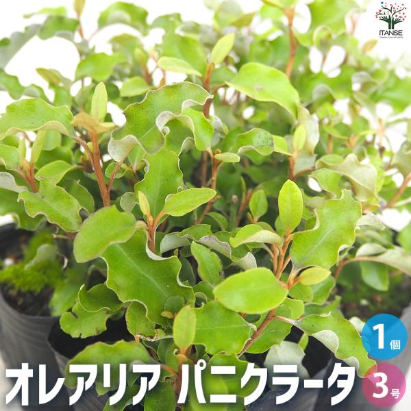 ウェーブがかった葉が美しい、ニュージーランドの植物です。葉のうねりが強く、生き生きとした楽し気な葉形は、そのまま植えても、寄せ植えにしてもよく映えます。葉の裏は白がかっており、ウェーブがほどよく、この裏面の白を露出させてくれるので、そのまま...