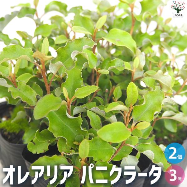 ウェーブがかった葉が美しい、ニュージーランドの植物です。葉のうねりが強く、生き生きとした楽し気な葉形は、そのまま植えても、寄せ植えにしてもよく映えます。葉の裏は白がかっており、ウェーブがほどよく、この裏面の白を露出させてくれるので、そのまま...