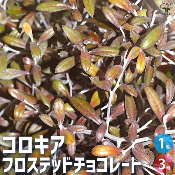 オリーブの木のような、コロキアとしては大きな葉に、光沢のある葉ツヤが印象的な品種です。紅葉すると、葉がチョコレート色に染まり、シックでおしゃれな雰囲気が楽しめます。まとまったシルエットに、落ち着いた色合いは、寄せ植えにもピッタリです。木は大...