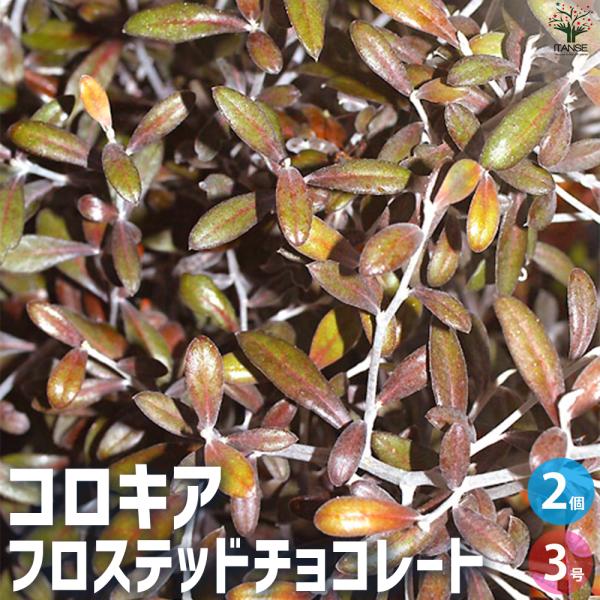 オリーブの木のような、コロキアとしては大きな葉に、光沢のある葉ツヤが印象的な品種です。紅葉すると、葉がチョコレート色に染まり、シックでおしゃれな雰囲気が楽しめます。まとまったシルエットに、落ち着いた色合いは、寄せ植えにもピッタリです。木は大...