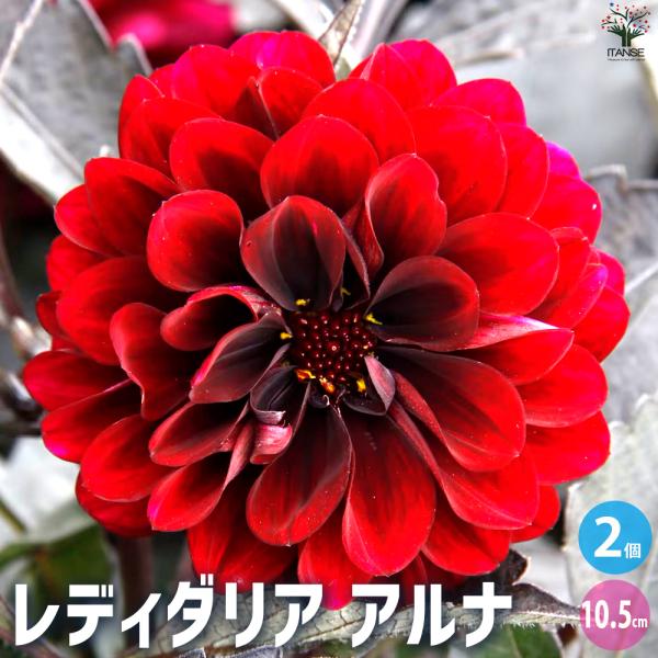 レディダリアは、病気に強く、花付がよく、次々に咲く小輪咲きシリーズです。開花が終わると花びらが自然と落ちるので、見苦しくなることもありません。草丈もダリアの中ではコンパクトで、株姿がまとまります。その中でもアルナは、ベルベッドのような深紅の...