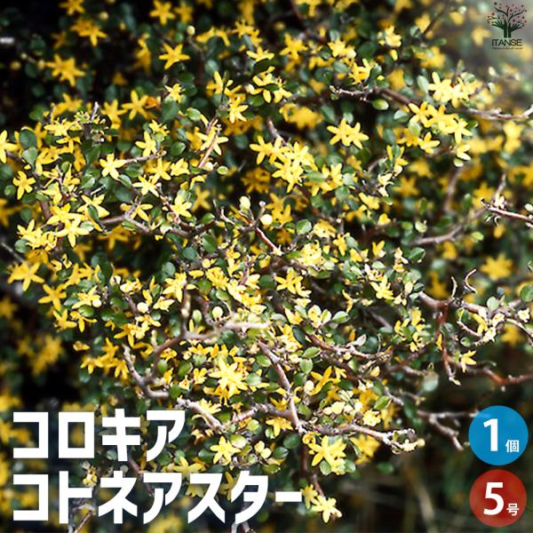 細い枝がくねくねと曲がり、針金のように見える、ユニークな植物です。枝も葉も灰緑色なので、おしゃれでシックな雰囲気が楽しめます。丈夫で、病害虫もつきにくいため、夏さえ越すことができれば、育てやすい品種です。放任すると2ｍ以上に伸びますが、年間...
