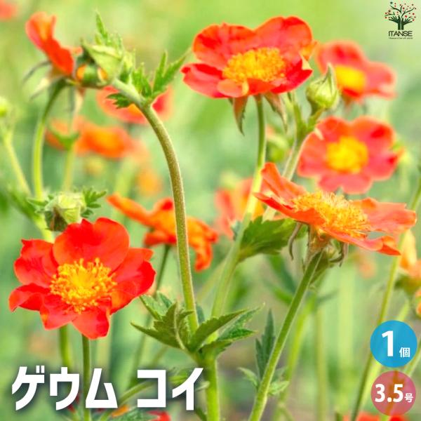【ゲウムについて】ゲウムは、日本の山野に自生する植物です。葉の形が大根に似ているため、ダイコンソウという名前でも知られています。ゲウムは50種ほどのバリエーションがあり、花色や花の形は多種多用です。【品種特徴】鮮やかなオレンジ色の花を咲かせ...