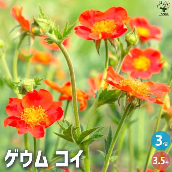【ゲウムについて】ゲウムは、日本の山野に自生する植物です。葉の形が大根に似ているため、ダイコンソウという名前でも知られています。ゲウムは50種ほどのバリエーションがあり、花色や花の形は多種多用です。【品種特徴】鮮やかなオレンジ色の花を咲かせ...