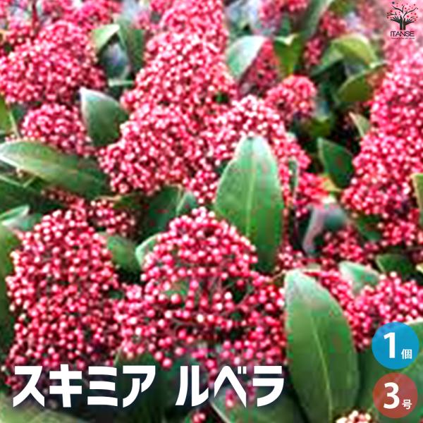 【品種特徴】蕾が紅色になる園芸品種です。冬に、米粒のような真っ赤な蕾が鑑賞できます。早春になると白い花が順に花開いていくので、赤い蕾と白い花のコントラストが美しい品種です。花からはフローラルな香りが楽しめます。【スキミアについて】スキミアは...