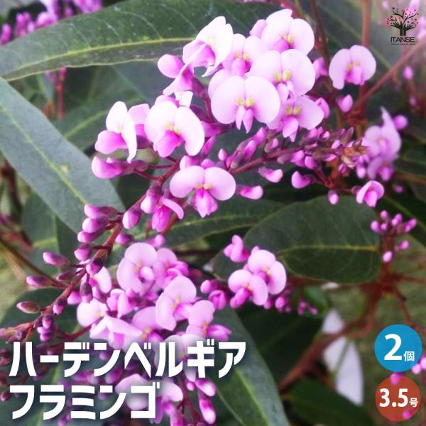 オーストラリア原産で、ユニークで美しい花姿が魅力です。つる性の植物で、しだれる枝に直接付くように花を咲かせます。花色は品種によって様々で、本種はピンク〜淡紫色の花を、冬から春にかけて咲かせます。つる性の特性を活かして、吊り鉢にしてもよく映え...