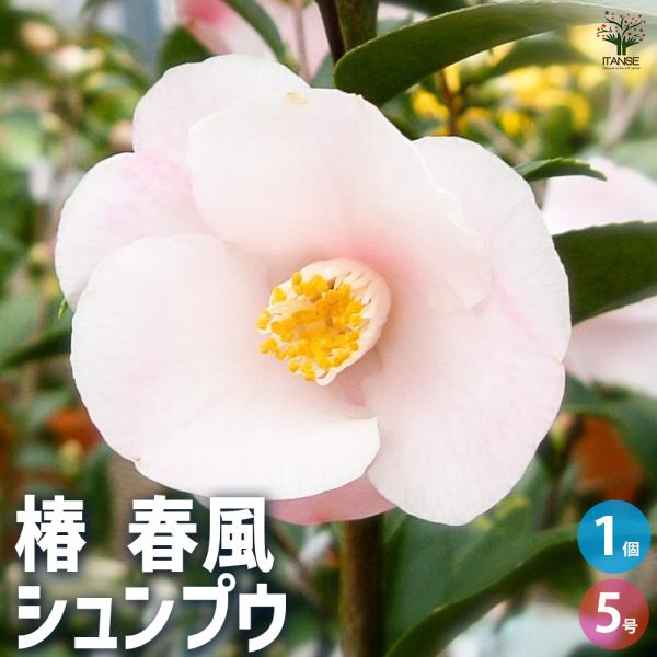 【品種特徴】春風は、サルウィンツバキとルチエンシス(ヒメサザンカ)の交配から生まれました。花びらは淡い桃色で、ふんわりとした優しい雰囲気の、一重咲きの小輪種です。微かに芳香が楽しめます。強靭で花つきがよいことから、鉢植えにピッタリの品種です...