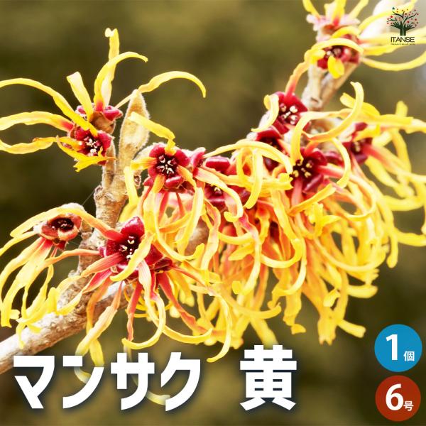 【品種特徴】マンサクは、2〜3月に開花時期を迎え、花がよく咲けば豊作、花が少なければ不作など、稲の作柄を占う植物として古くから知られてきました。花びらは黄色で甘い香りがします。紐がぶら下がっているようなユニークな見た目で、2〜3月になると枝...