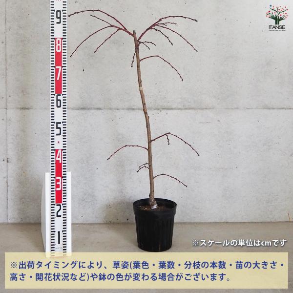 ITANSE 花桃 枝垂れ花桃 ひなのたき 花木苗 6号鉢/1個売り モモ苗 モモの苗 もも苗 ももの苗木 桃の苗 桃苗 観賞 ガーデニング 家庭菜園 | 野菜苗・植物・青果物販売の ...
