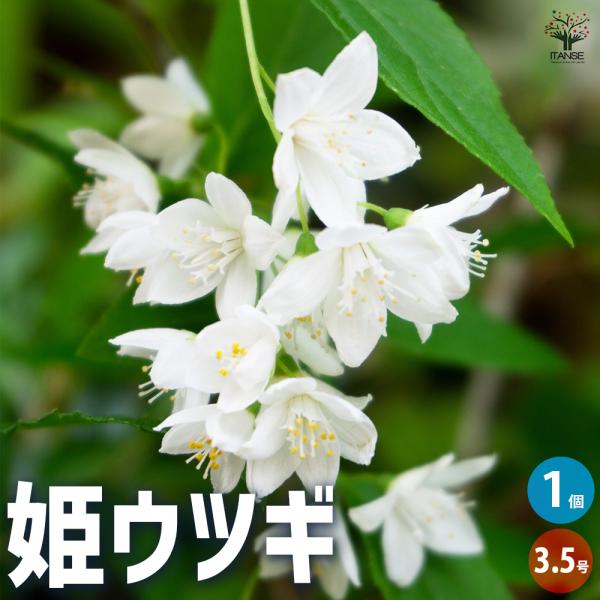 【品種の特徴】姫ウツギとは、耐寒性がある落葉低木の品種です。小さなお花を枝いっぱいに、鈴なりに咲かせるのが特徴です。花びらは白色で、可憐な印象を与えてくれます。日本の山にもよく咲いている品種で、丈夫で育てやすいです。【検索キーワード】姫空木...