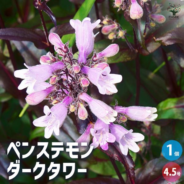 【品種特徴】 ダークタワーは、光沢のある紫褐色の銅葉が特徴の品種です。 初夏にしっかりとした花茎を立ち上げ、葉との対比が美しい白みのピンクの小花を咲かせます。 とても強健な性質で育てやすいです。 【ペンステモンについて】 ペンステモンは、北...