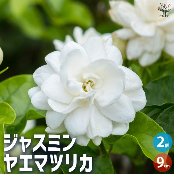 【品種特徴】ヤエマツリカは、マツリカ(アラビアンジャスミン)の八重咲き品種です。八重咲きの白い花はバラのようにも見えるため、ローズピカケとも呼ばれます。マツリカと同様、強い芳香があり、香水やジャスミンティーの原料に利用されています。【ジャス...