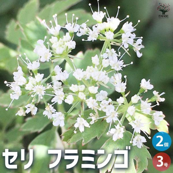 【品種特徴】気温によって変わるクリーム色やピンク色の斑入りがとてもかわいい観賞用セリの品種です。白い花が咲き、インテリアやグランドカバー、寄せ植えにとても合います。※セリ科の一種ですが、観賞用植物ですので食用ではありません。【検索キーワード...