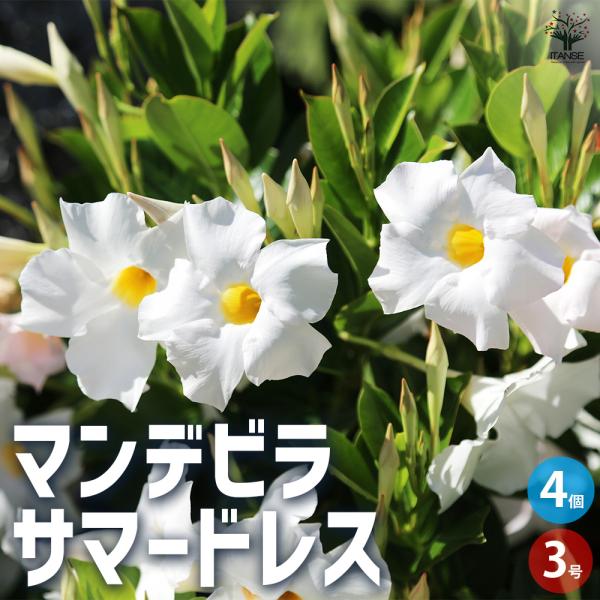 【品種特徴】ドレスのように可憐で純白な花びらに、中央部分の黄色がアクセントになり、可愛らしい印象を与えてくれます。つるは控えめなため、フェンスやトレリスに誘引したり、剪定方法によっては支柱なしでも楽しめます。白いお花は爽やかな演出にぴったり...