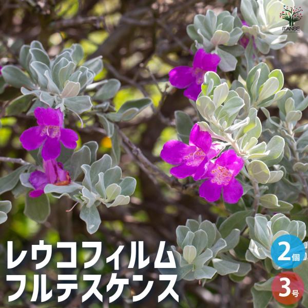 【品種の特徴】シルバーリーフを、1年通して楽しめる植物です。生長するにつれて、たくさん枝が分かれて伸び、ボリュームのある樹形となります。繊細な産毛の生えた葉は、やや波打ち、柔らかい印象を与えてくれます。小ぶりな花は鮮やかなピンク〜赤紫色で、...