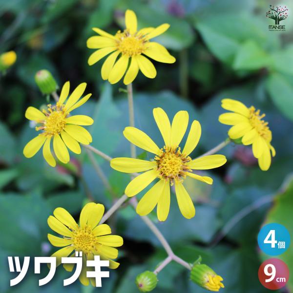 【品種の特徴】鮮やかな黄色い花を咲かせる、キク科の多年草です。マーガレットに似た可愛らしい花姿をしています。大きな葉はツヤがあり、扇状でとても魅力的です。半日陰でも生育するため、鉢植えはもちろん、グランドカバーとしても利用できる植物です。【...