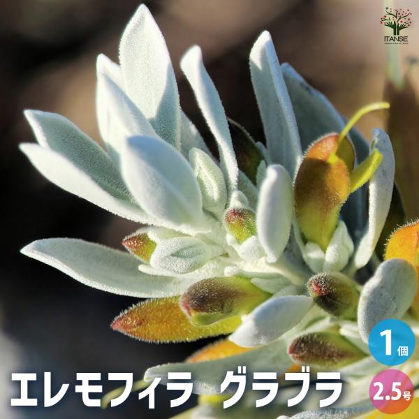 【品種の特徴】グラブラとは、シルバーリーフと鮮やかなオレンジ色の花をつけるエレモフィラ品種です。ラッパのように縦長の花びらは、おしべが飛び出るような花形で、魅力的なシルエットとなります。常緑品種のため、年間を通して葉を楽しむことができます。...