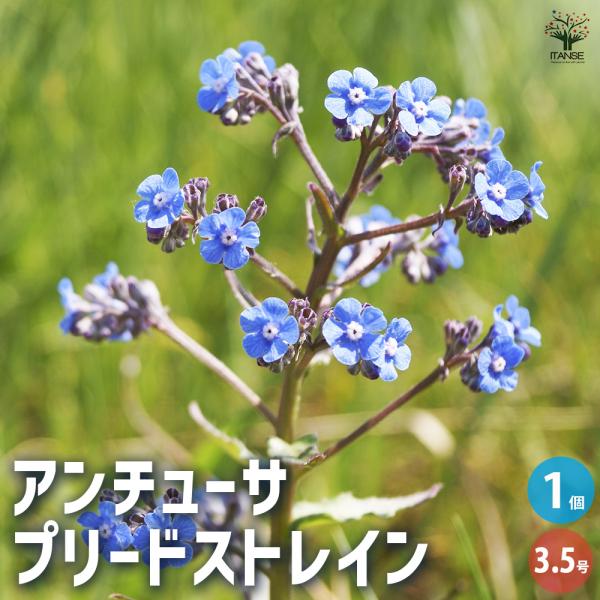 【品種の特徴】プリードストレインとは、鮮やかな青色の花をつけるアンチューサの品種です。おしべとめしべを含む花びら全体が、パッと明るいコバルトブルー色で、魅力的な花姿をしています。その鮮やかな色合いと丈夫さから、ボーダー花壇やコンテナ、鉢植え...