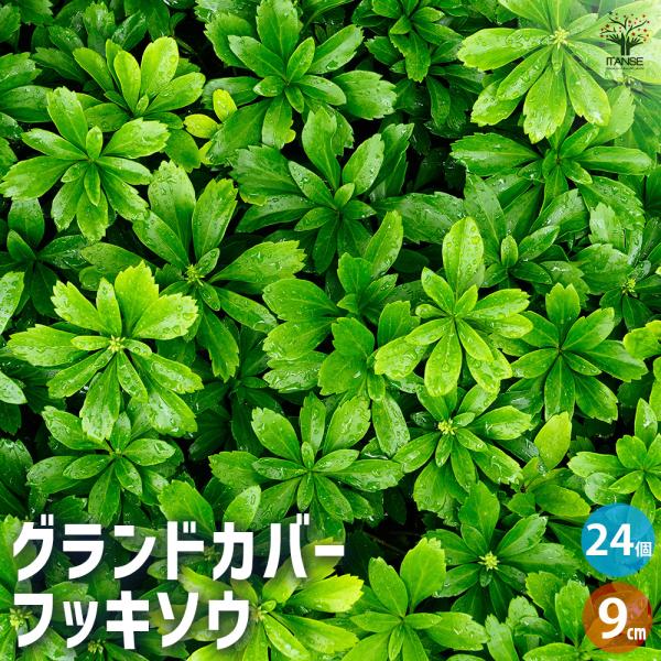 日陰にピッタリのグランドカバーです。耐陰性が強く、マット状に広がり、ほとんど手入れしなくても草姿が美しく保たれます。そのため、半日陰〜日陰の緑化材料として広く使われており、建造物の影になるような場所で見かけることができます。また、濃い緑葉が...