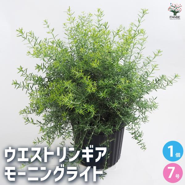 【品種特徴】モーニングライトとは、縁葉にクリーム色の斑が入るウエストリンギア品種です。鮮やかな葉色で明るい雰囲気をまといます。春〜秋にかけて繰り返しお花を咲かせ、とくに春頃にたくさんの花をつけます【検索キーワード】ウエストリンギア モーニン...