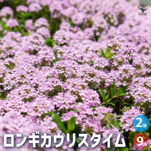 【品種の特徴】ロンギカウリスタイムは、淡いピンク色の小花を絨毯のように咲かせるハーブです。地面を這うように広がる性質、かつ丈夫なため、グランドカバーとして優秀な植物です。葉からは爽やかな芳香が漂います。ハーブティーや料理にも利用できます。【...