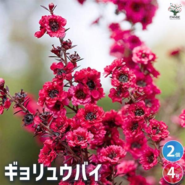 ギョリュウバイは、秋から初夏にかけて、細い枝に赤や桃、白などの梅の花に似ている小さなかわいらしい花を多数咲かせるのが特徴です。花付きが良くたくさん咲かせてくれますので、見応えがあり、開花期間も長いので、長く楽しめます。花のかわいさから、盆栽...