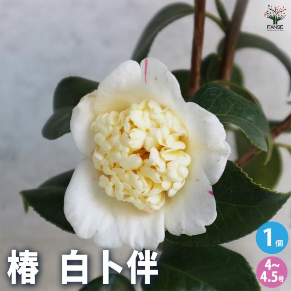 【品種特徴】白卜伴(しろぼくはん)は、純白の花びらと、独特の唐子咲き(からこざき)が魅力的な品種です。白色の一重咲きで、中輪から大輪のボリュームある花姿が楽しめます。純白の花びらは、中央に詰まったやや黄色みを帯びた唐子弁の入れ物のようにも見...