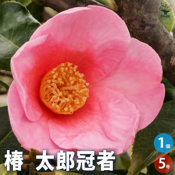 【品種特徴】品種：侘助椿・太郎冠者(たろうかじゃ)別名：有楽椿(うらくつばき)と呼ばれ、侘助椿(ワビスケツバキ)の生みの親とされるツバキです。太郎冠者(たろうかじゃ)は、室町時代から江戸時代初期に誕生した古典椿で、その希少価値と歴史性から椿...