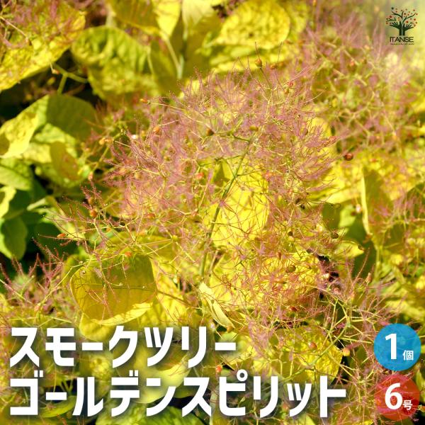 【PVP登録品種・登録番号12261号/営利目的の増殖は禁止されています】【品種特徴】ゴールデンスピリットは、珍しい葉色が特徴のスモークツリーです。春はライムグリーン色、夏にかけてライムゴールド色に変わり、秋にはオレンジ色から赤く紅葉して、...