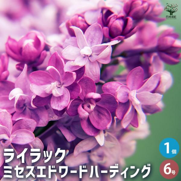 【品種特徴】 ライラック ミセスエドワードハーディングは、八重咲きの大輪が織りなす豪華絢爛な花姿と、鮮やかで上品な赤紫色の花色が特徴的な品種です。 お花には芳香があり、花色は時間とともに赤紫色から紅桃色へと変化します。 まるで春の訪れを告げ...