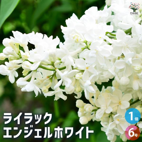 【品種特徴】 純白で一重の大きなお花が特徴的な品種です。 4〜5月になると、その名の通り、天使のような純白の大輪一重咲きのお花が楽しめます。 枝先に円錐状の小花が集まり、樹冠全体を覆うように咲く様子は圧巻です。 その姿は可憐そのものであり、...