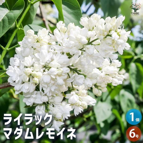 【品種特徴】 ライラック マダムレモイネは、純白の八重咲きで、甘美な香りのお花が魅力の品種です。 クリーム色の蕾から咲き誇る純白の八重咲きの花は、まるで雪のように清らかで、幾重にも重なる花びらが優雅さを演出します。 お花は、高級な香水の原料...