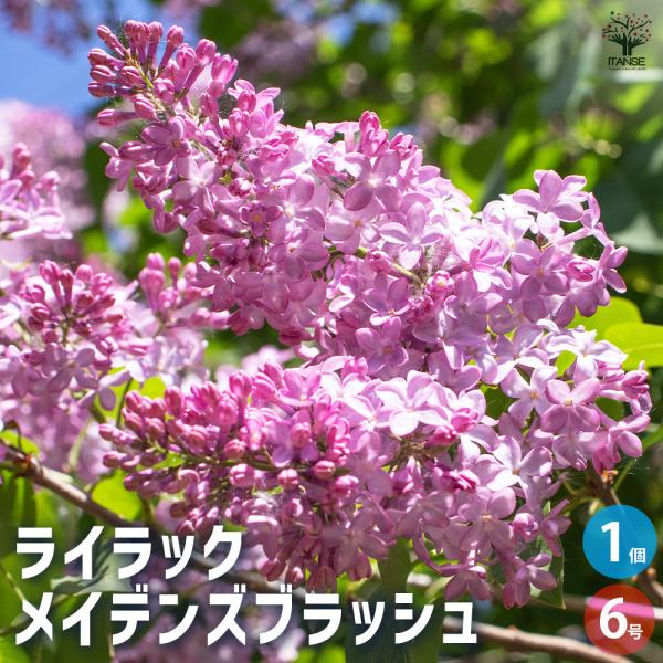 【品種特徴】ライラック メイデンズブラッシュは、ピンクの一重で、甘美な香りがするお花が魅力の品種です。4〜5月に濃いピンク色の一重のお花を咲かせ、花序は15cm程の大きさになり、枝先に円錐状に多数の小花をつけます。若木のうちから花つきが良い...