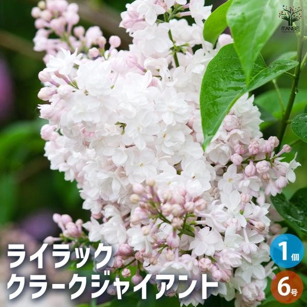 【品種特徴】 ライラック クラークジャイアントは、非常に大きな花房が特徴の品種です。 花色は、薄い青みがかった紫色で、お花は円錐形の房状に咲き、枝先に多数の小さな花をつけます。 開花時には、甘い香りを漂わせ、春の訪れを告げます。 寒さに強く...