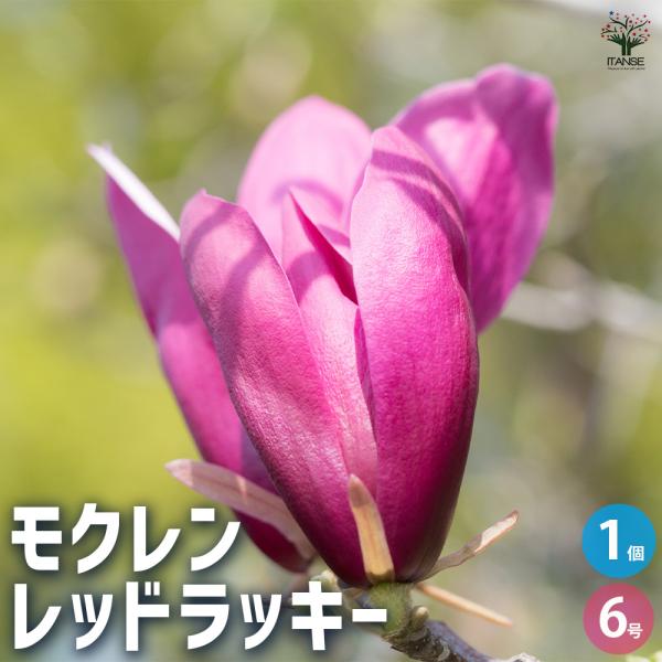 【品種特徴】 モクレン レッドラッキーは、大輪の筒咲きで、花びらの外側は淡いピンクで、内側は白色の木蓮です。 花びらは、光によって紫からピンクへとグラデーションし、見る人の目を惹きつけます。 開花時期は、3月下旬〜4月上旬で、木いっぱいに明...