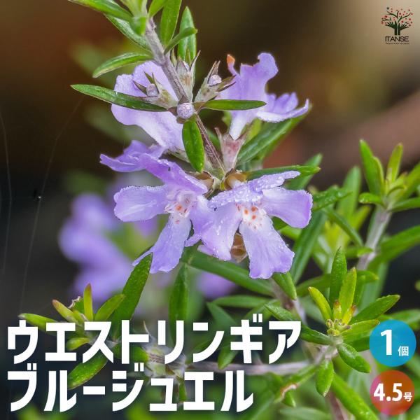 【品種特徴】ウエストリンギアはオーストラリアのニューサウスウェールズ州などに分布しています。海岸の岸壁などに生える丈夫な潅木です。ブルージュエル(ブルージェム)は、シルバーがかった緑色の葉が特徴的で、葉の色合いが美しく、庭や鉢植えに爽やかな...