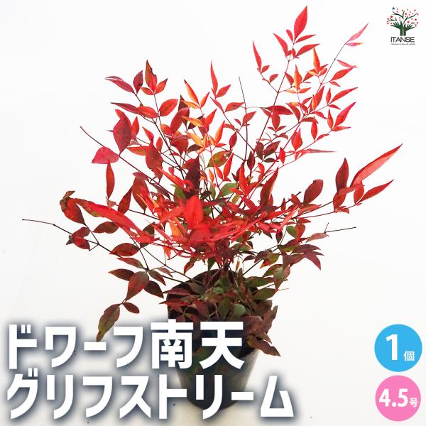 【品種特徴】 「難を転ずる」とも読めるナンテンは、縁起木、厄よけ、魔よけとして古くから愛されてきた植物です。 ドワーフ南天 グリフストリームは、南天の矮性品種で、生長が遅く管理が簡単な常緑低木です。 最大の特徴は、四季折々の表情を見せる葉色...