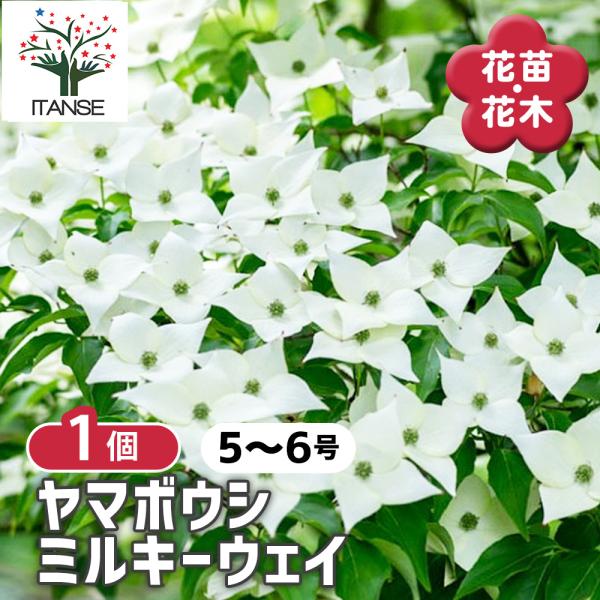 【品種特徴】 ヤマボウシ ミルキーウェイは、白色からクリーム色へと変化する大型の総苞片が特徴の山ボウシの園芸品種です。 4月から6月にかけて木全体を覆うほどのたくさんのお花を咲かせます。 若木のうちから花付きが良く、樹形も整いやすいため、早...